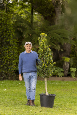 Unique Topiary Plants for Sale - Rukuhia Homestead Landscaping